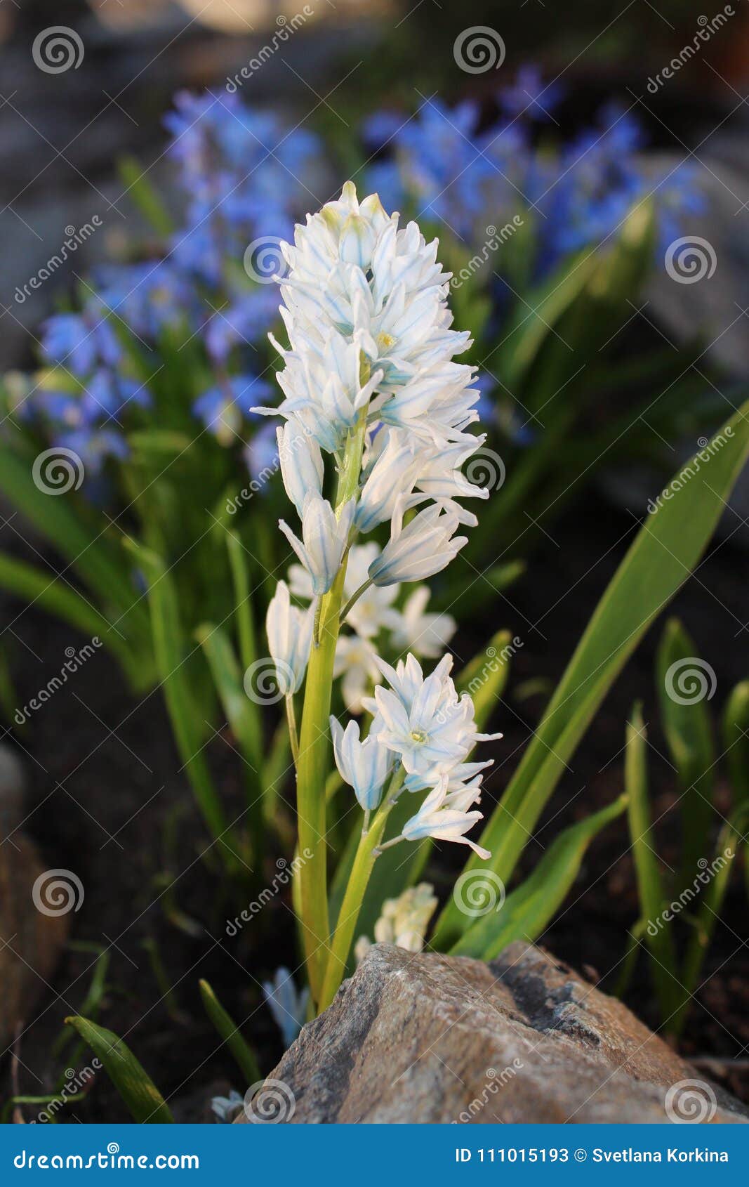 Scilla Flowers Spring Bloom in the Garden Stock Image - Image of ...