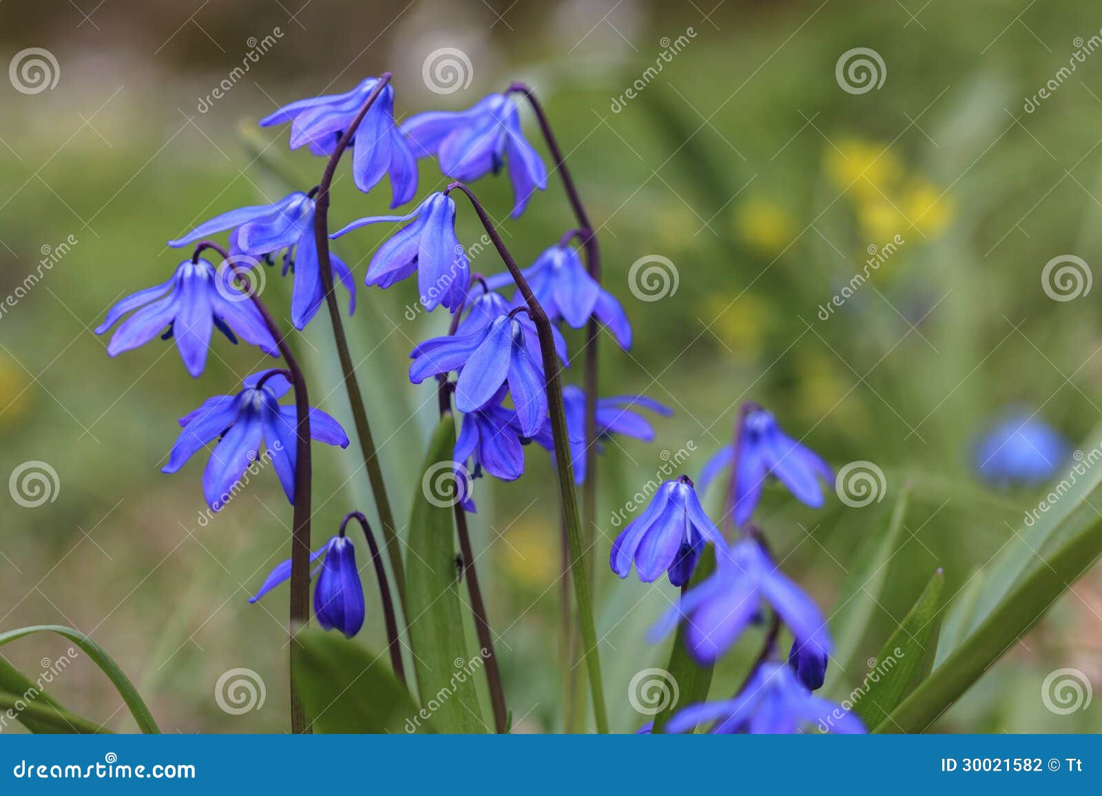 Scilla stock photo. Image of meadow, season, outdoors - 30021582
