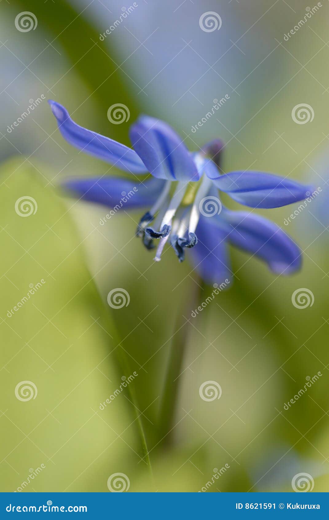 Scilla Sibirica - Lovely Blue Spring Flower Stock Image - Image of ...