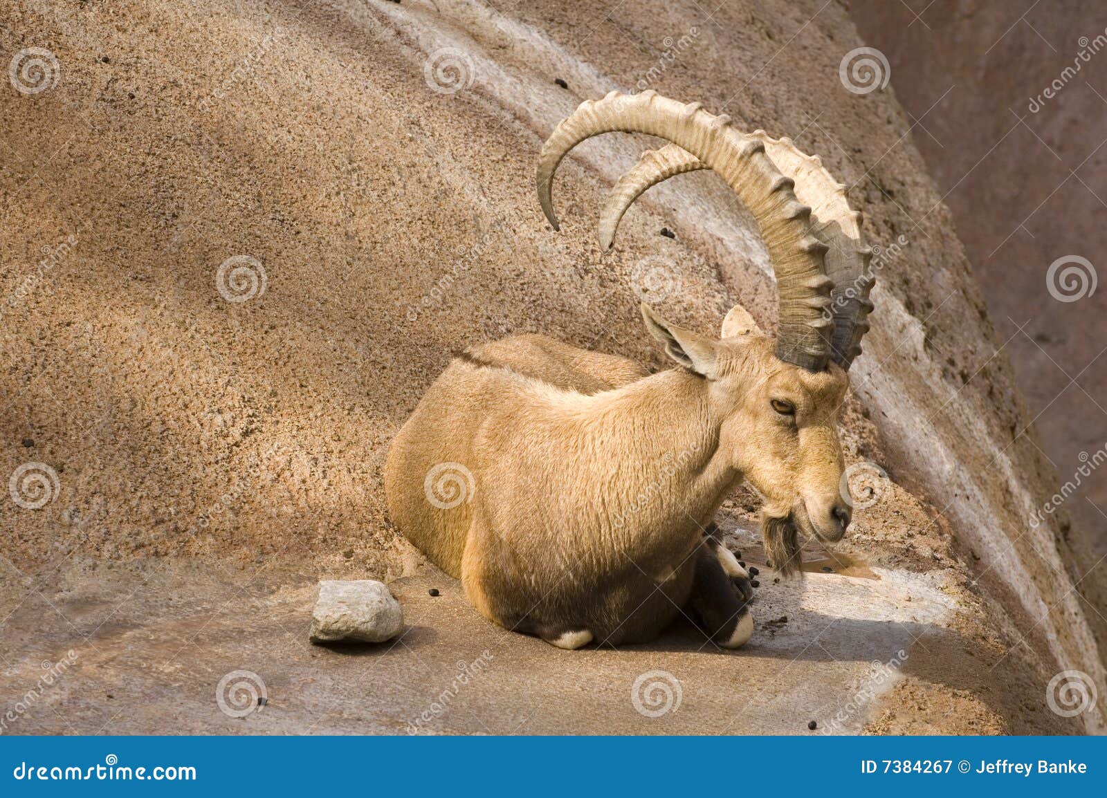 Scimitar horned Ibex stock image. Image of endangered - 7384267