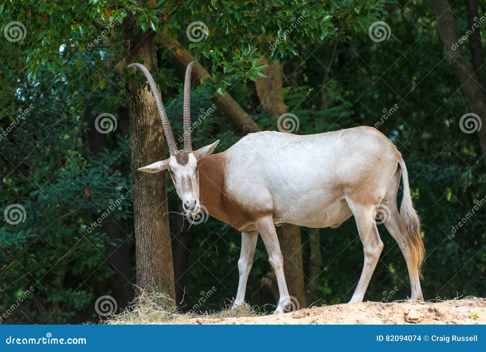 Scimitar horned oryx stock photo. Image of nature, endangered - 82094074