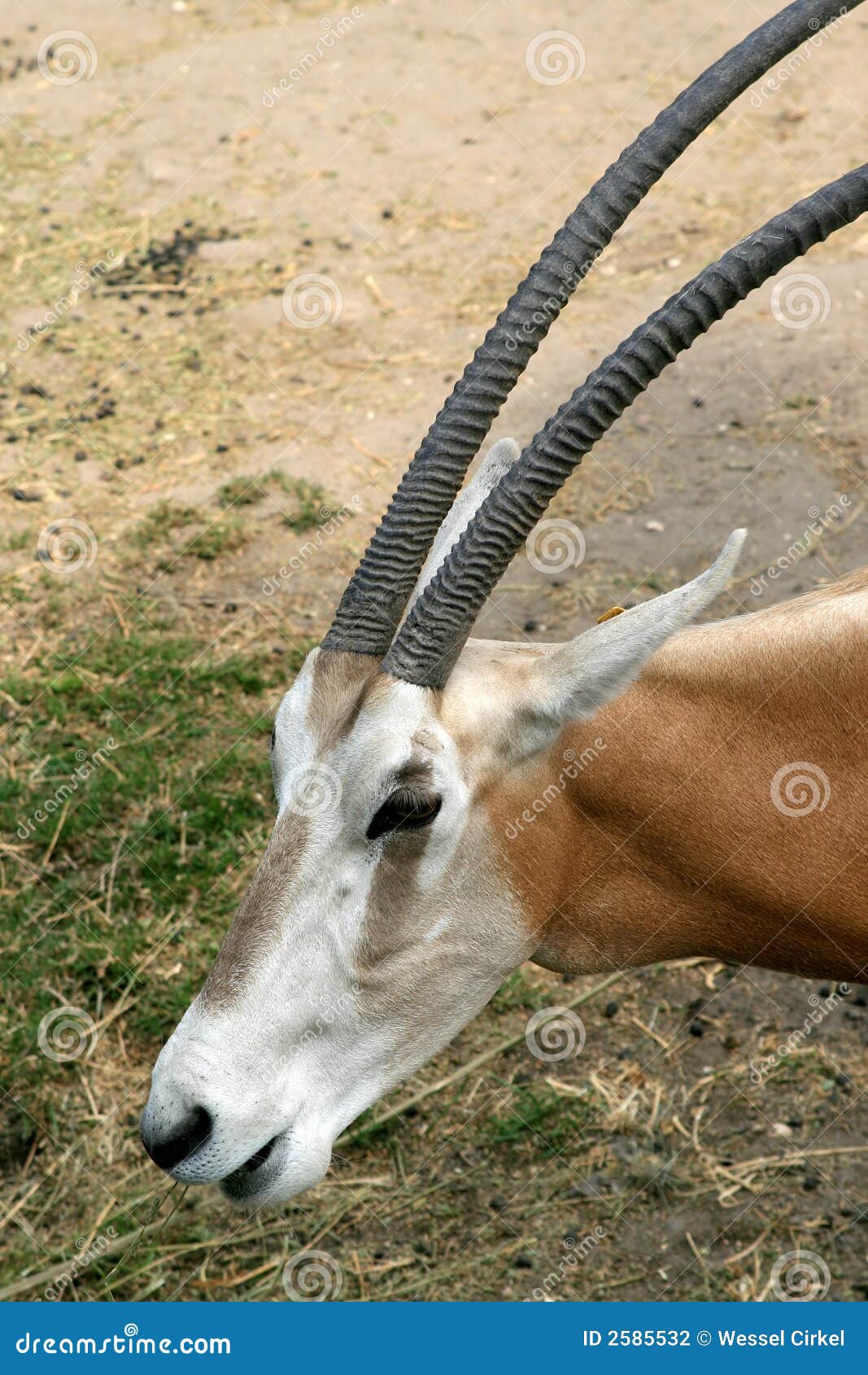 Scimitar-horned Oryx(close) Stock Photo - Image of african, outdoor ...