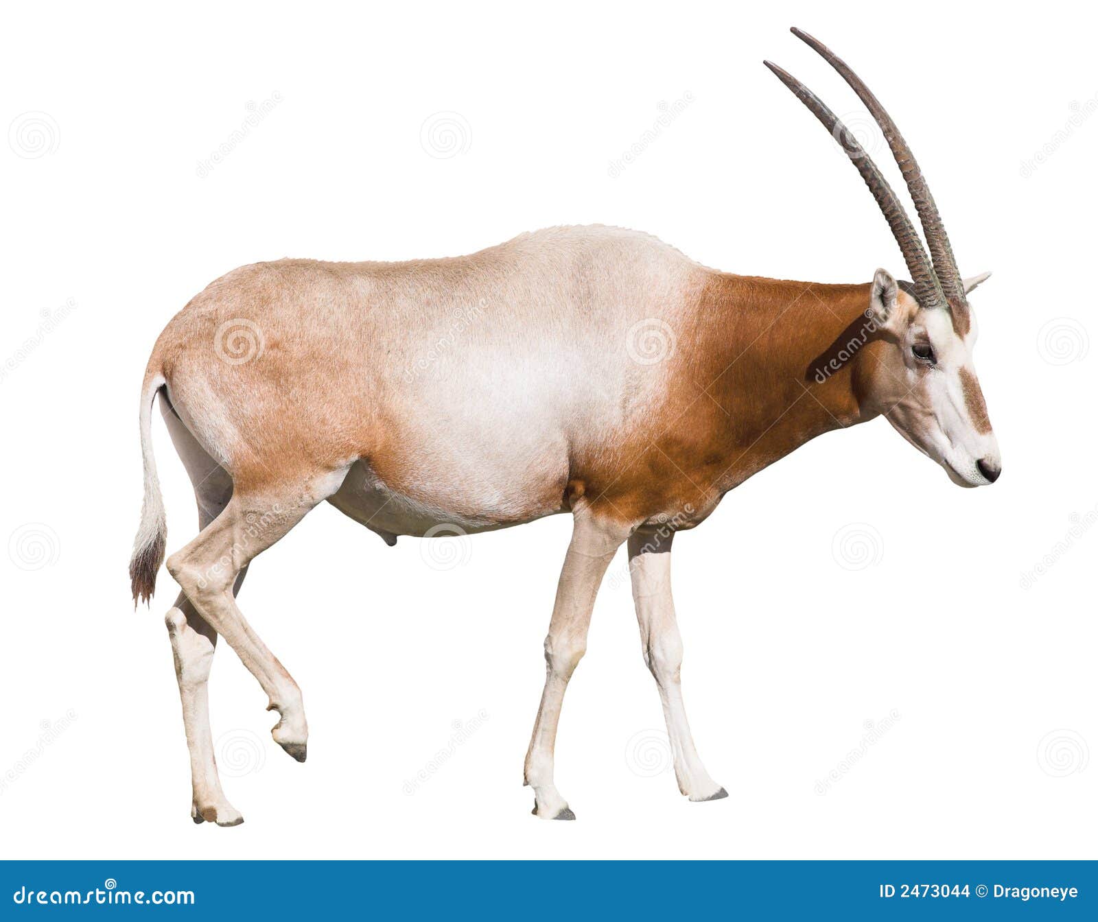 Scimitar Horned Oryx Cutout Stock Photo - Image of wilderness, wildlife ...
