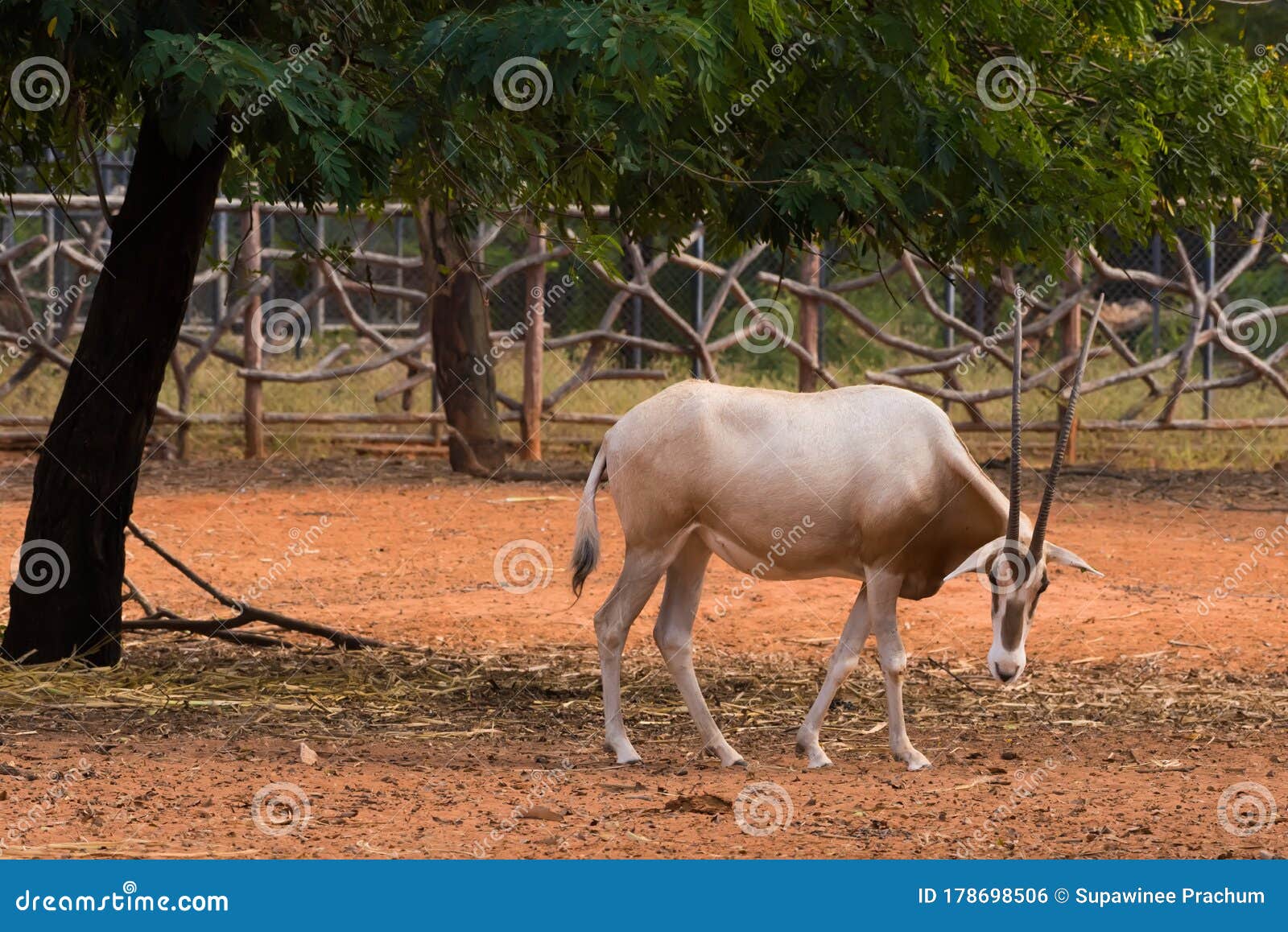 Scimitar-Horned Oryx Oryx Dammah Eating Grass and Going for a Walking ...