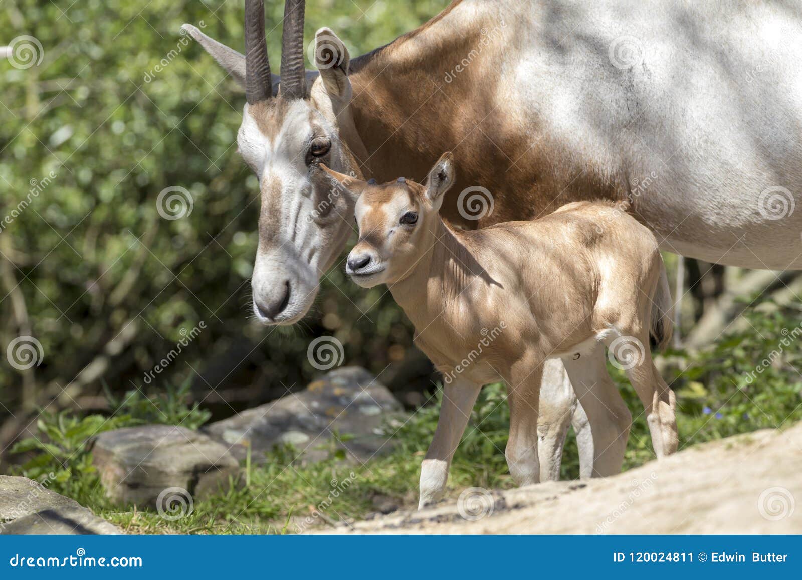 Scimitar horned oryx stock image. Image of mammal, endangered - 120024811