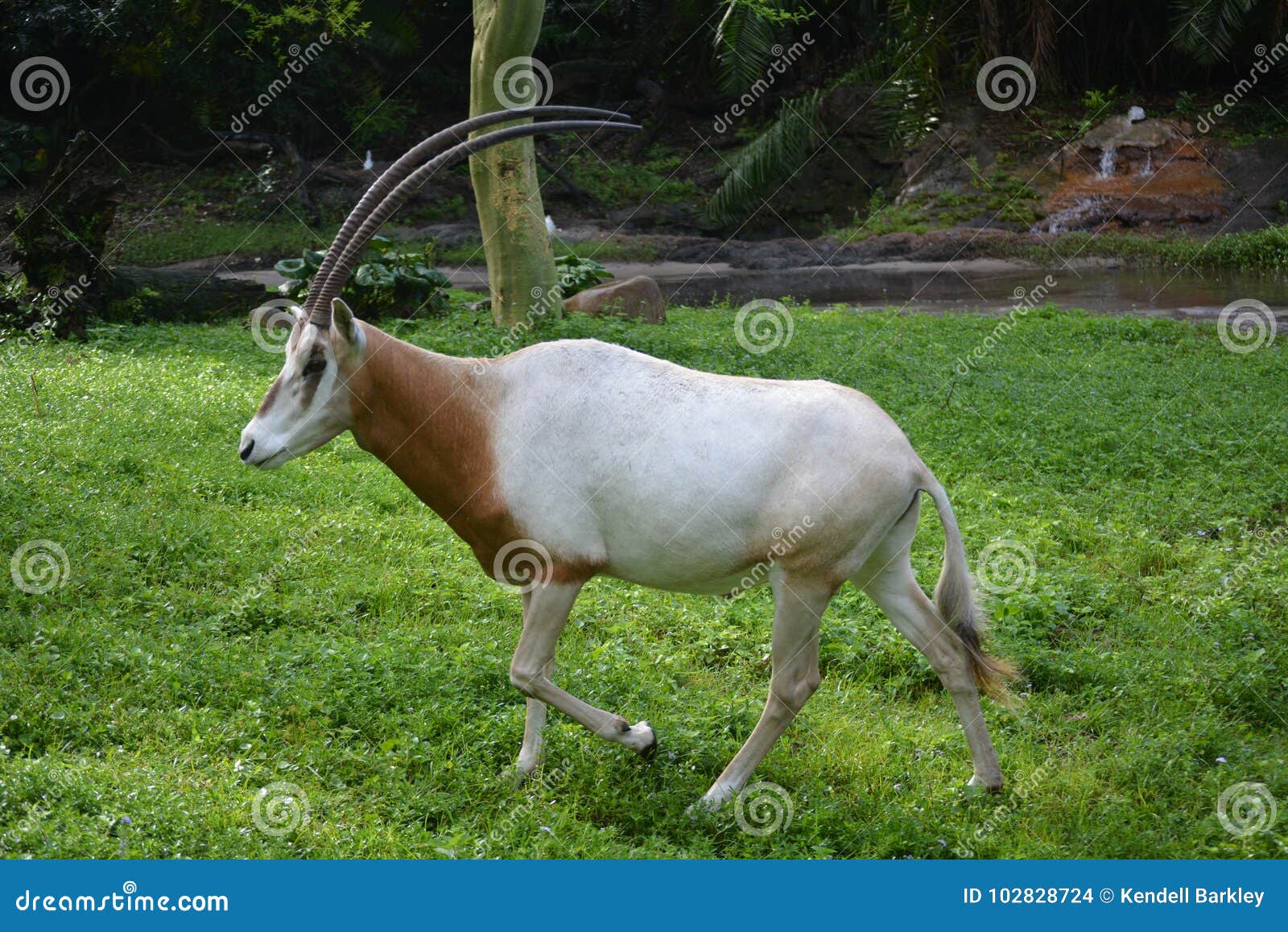 Scimitar-horned oryx stock photo. Image of background - 102828724