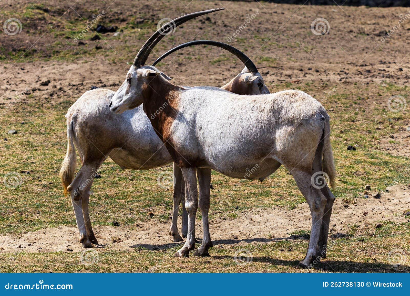 Scimitar Oryx Animal Hugging Themselves on the Field. Stock Photo ...