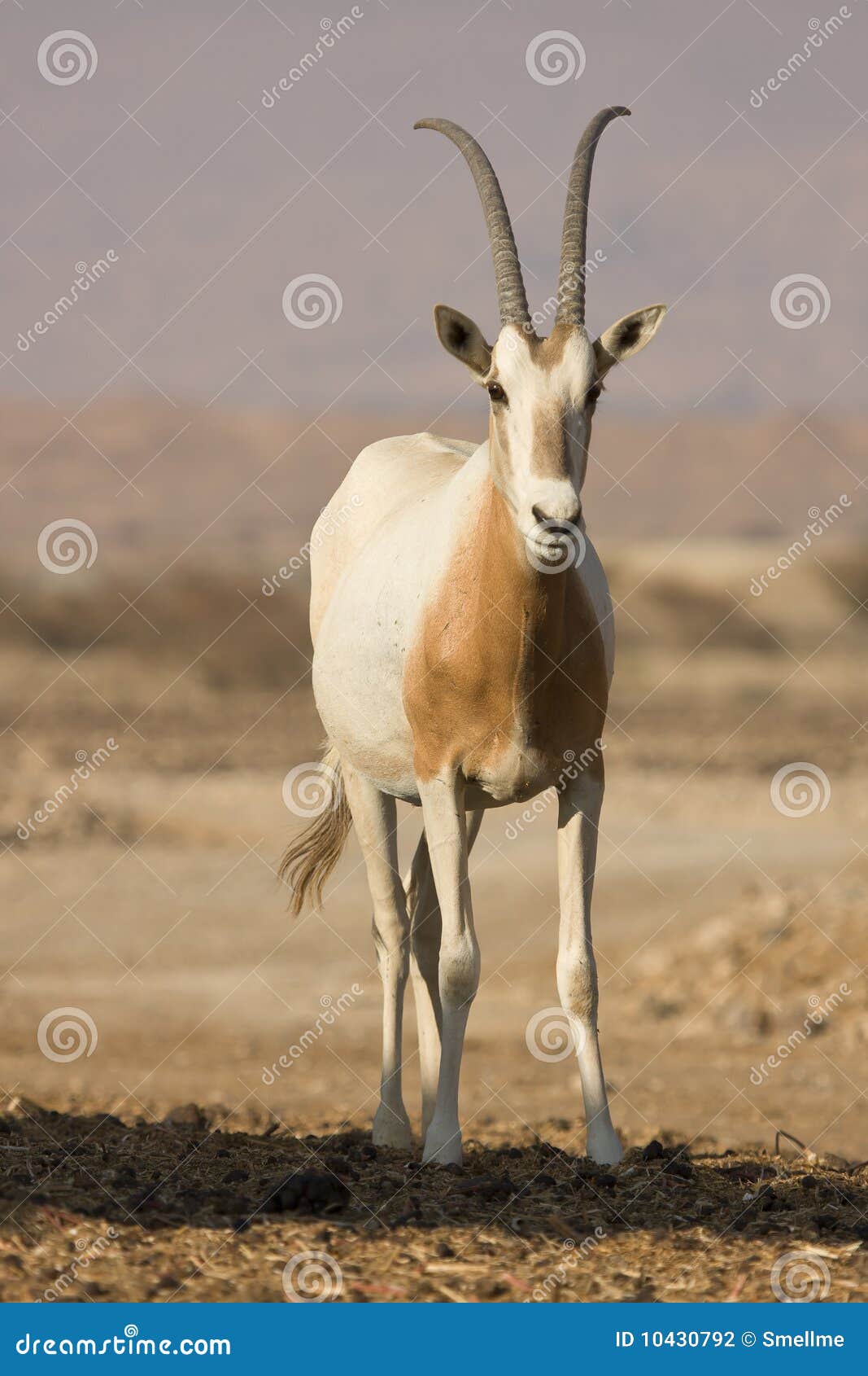 Scimitar Oryx antelope stock photo. Image of scimitar - 10430792
