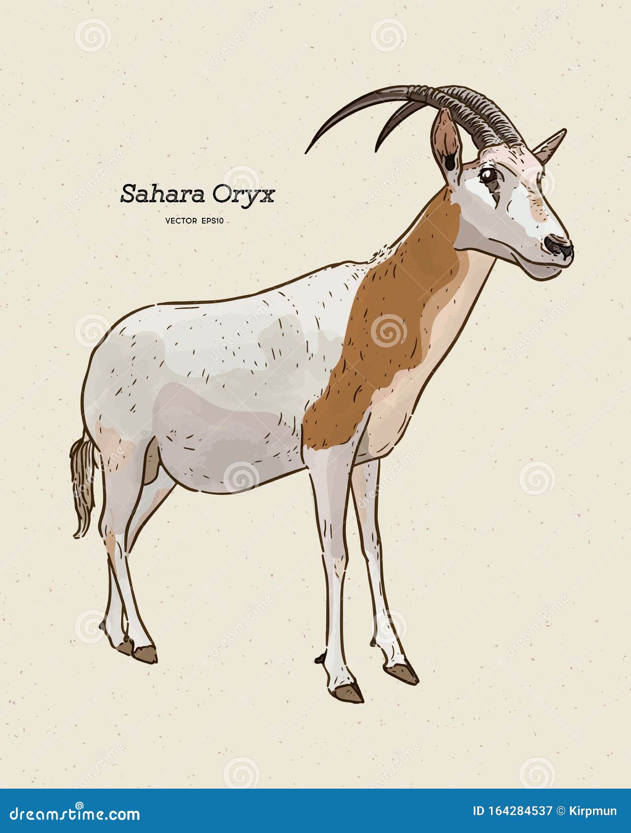 Scimitar Oryx Or Scimitar-horned Oryx Endangered Wildlife Cartoon Mono ...