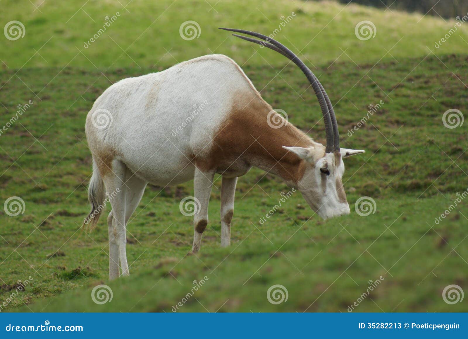 Scimitar Oryx - Oryx Dammah Stock Image - Image of scimitar, antelope ...
