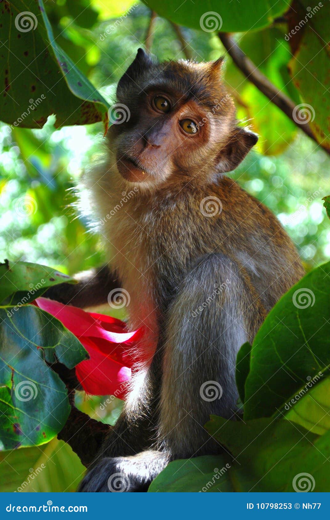 Scimmia immagine stock. Immagine di colorato, tropico - 10798253