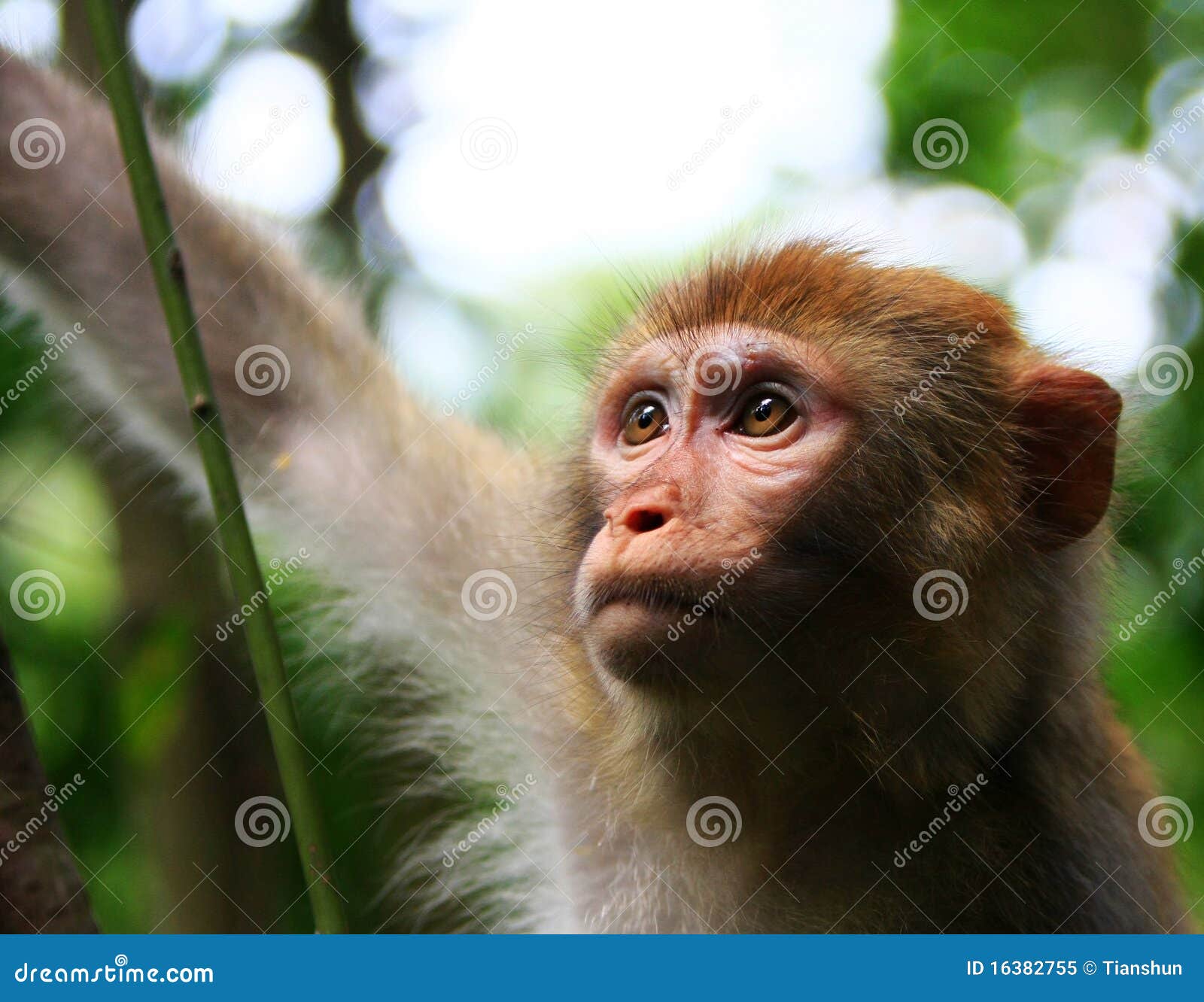 Scimmia immagine stock. Immagine di astuto, rapidamente - 16382755