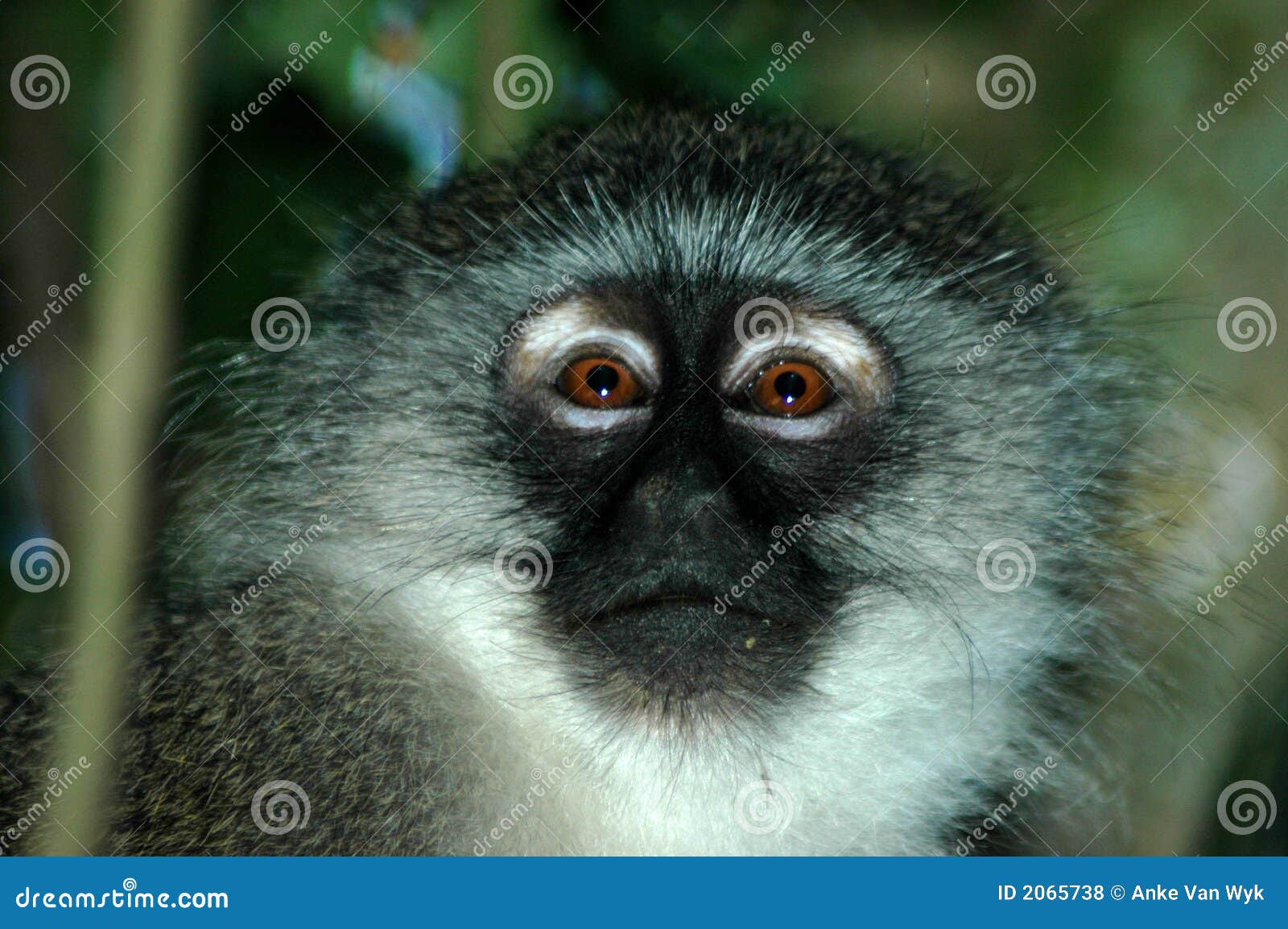 Scimmia fotografia stock. Immagine di nordico, botswana - 2065738