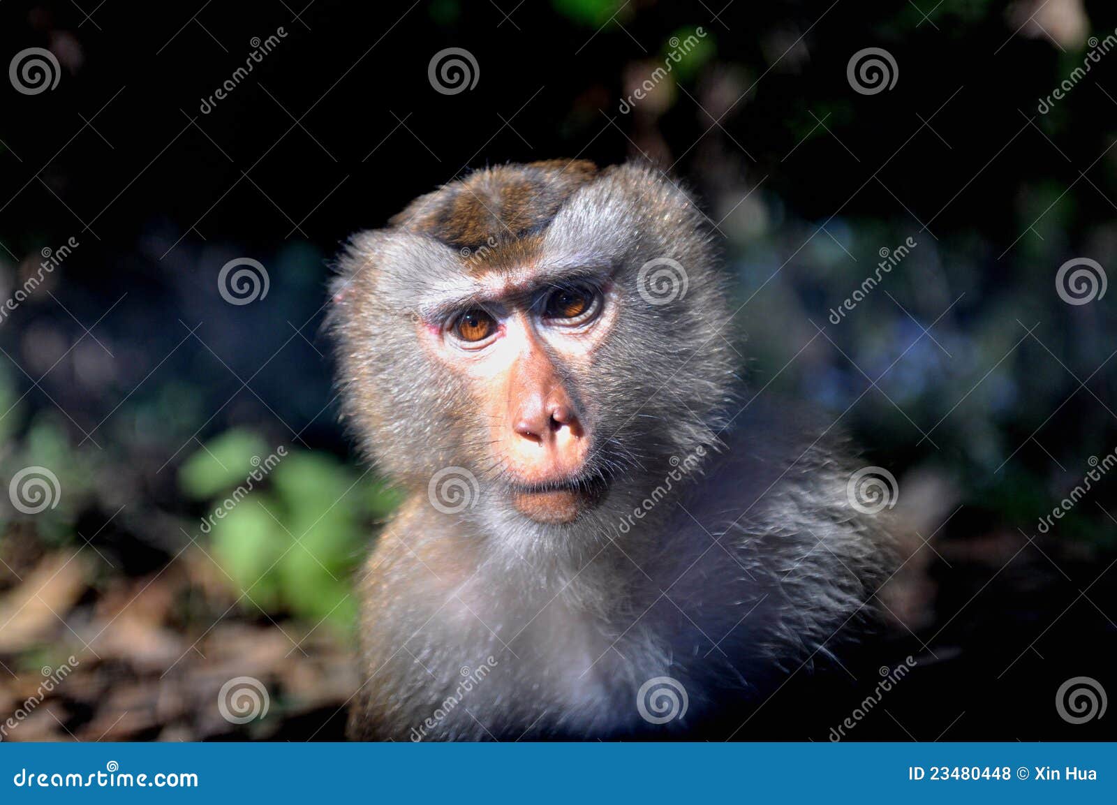 Scimmia fotografia stock. Immagine di mammifero, gabbia - 23480448