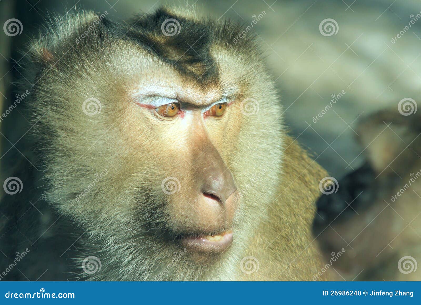 Scimmia fotografia stock. Immagine di natura, nave, naughty - 26986240