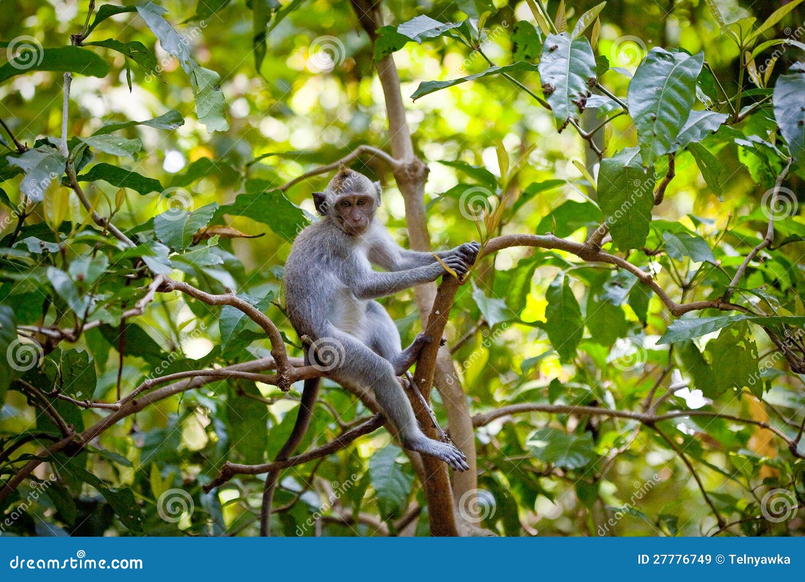 Scimmia immagine stock. Immagine di esterno, cura, asiatico - 27776749