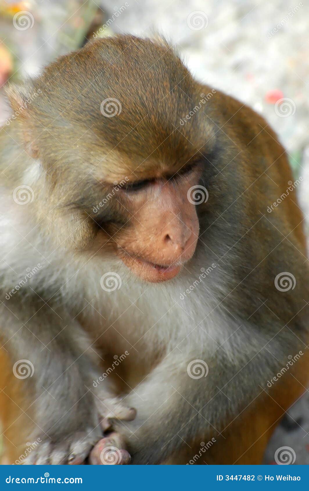 Scimmia fotografia stock. Immagine di antropoide, carino - 3447482