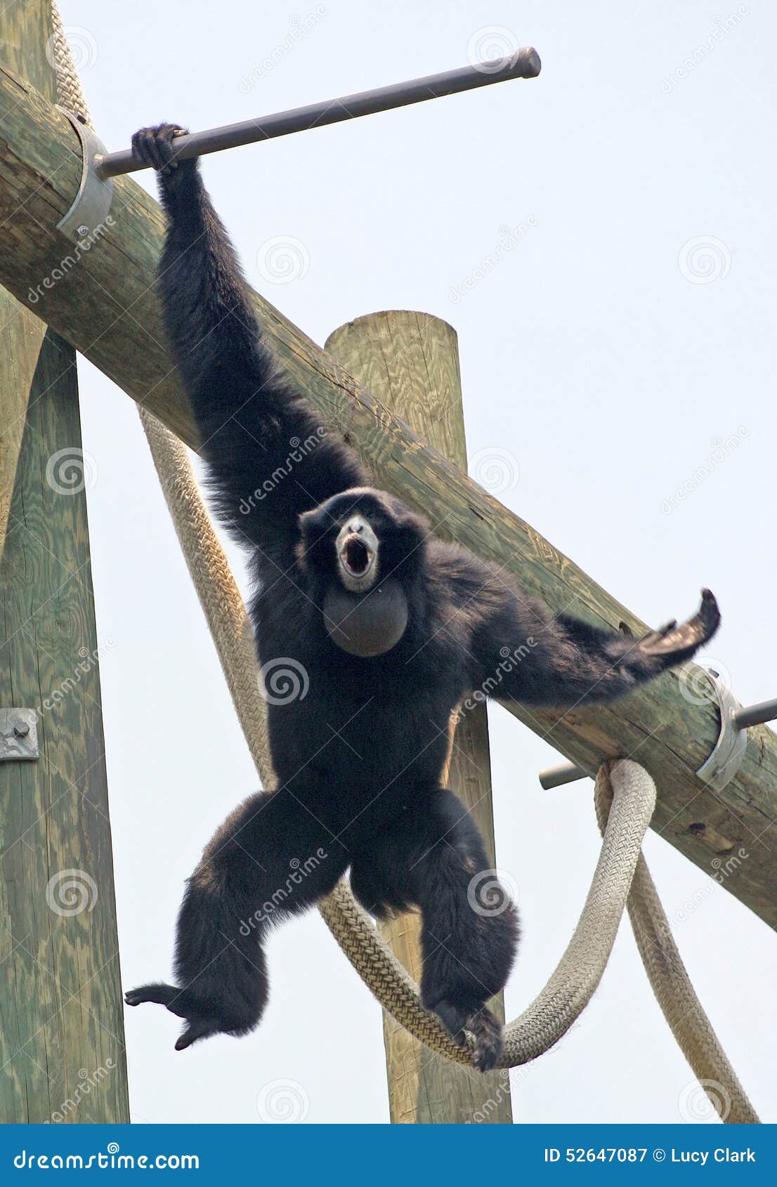 Scimmia immagine stock. Immagine di scimpanzè, animale - 52647087