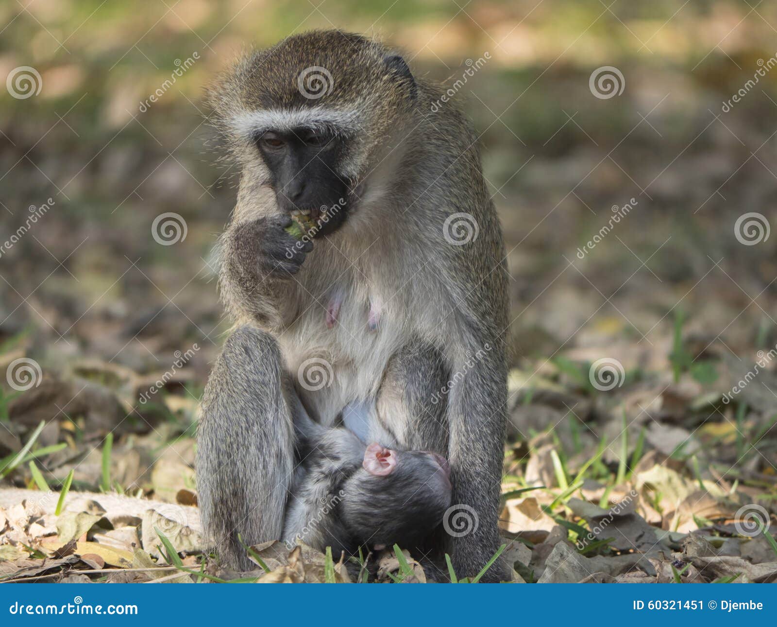 Scimmia immagine stock. Immagine di natura, malawi, scimmia - 60321451