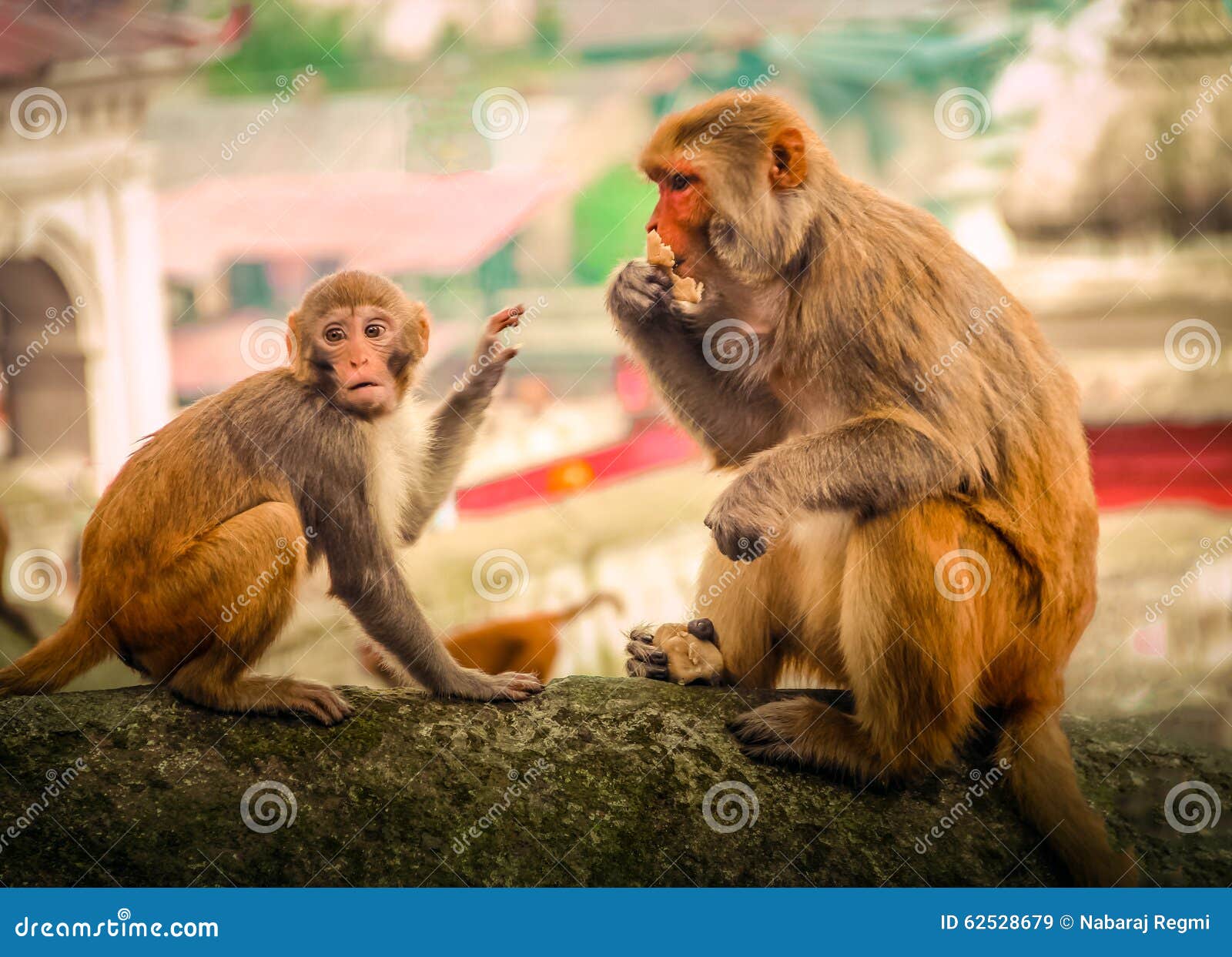 Scimmia immagine stock. Immagine di rosso, scimmia, ideale - 62528679