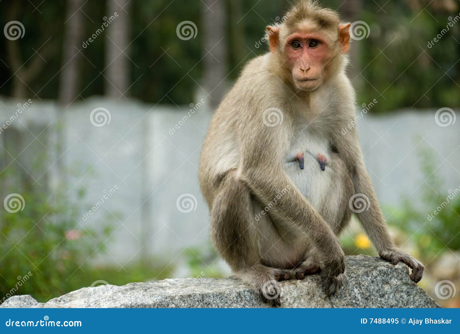 Scimmia immagine stock. Immagine di scimmia, femmina, animale - 7488495