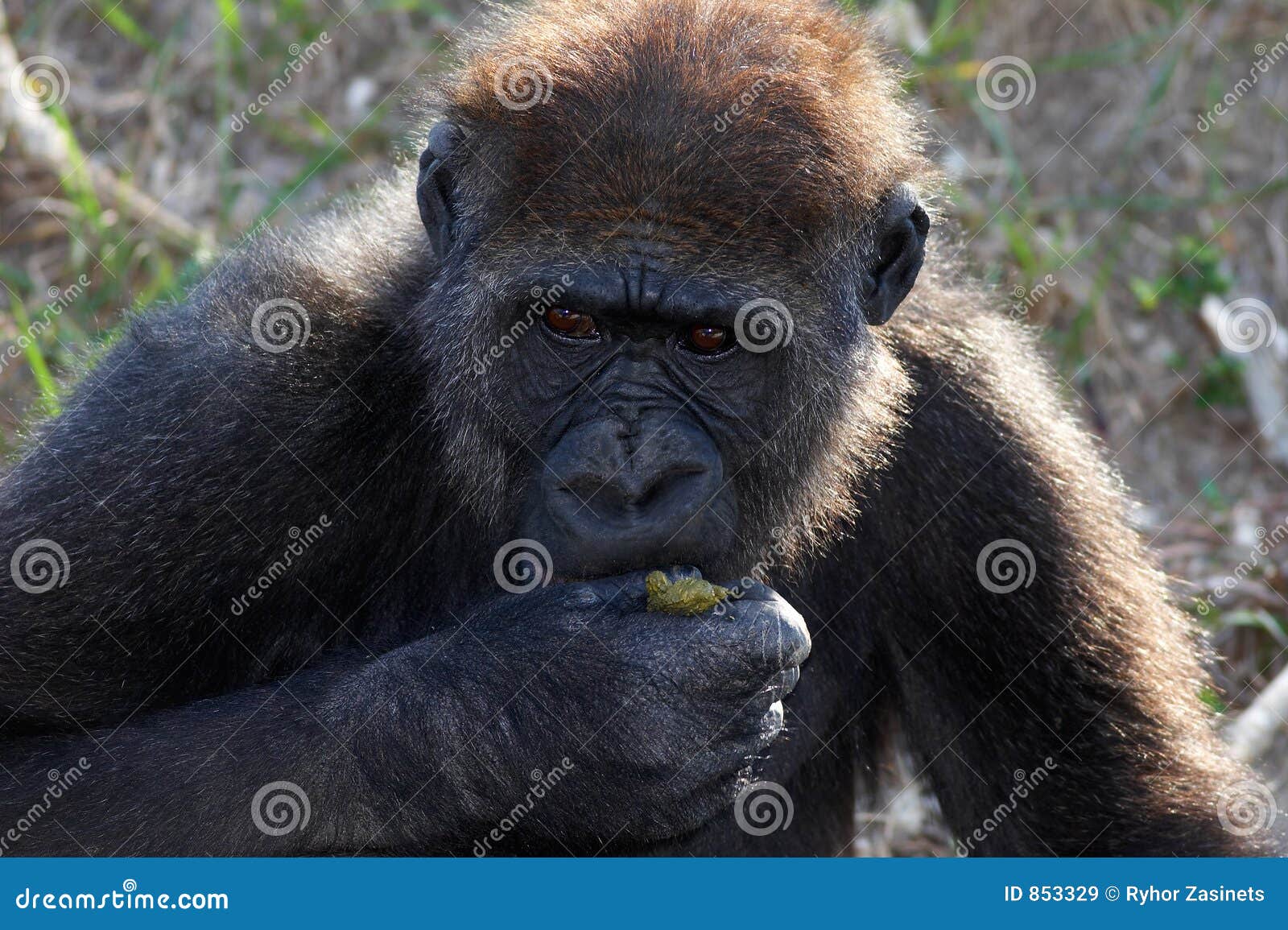 Scimmia immagine stock. Immagine di consumo, nero, scimmia - 853329