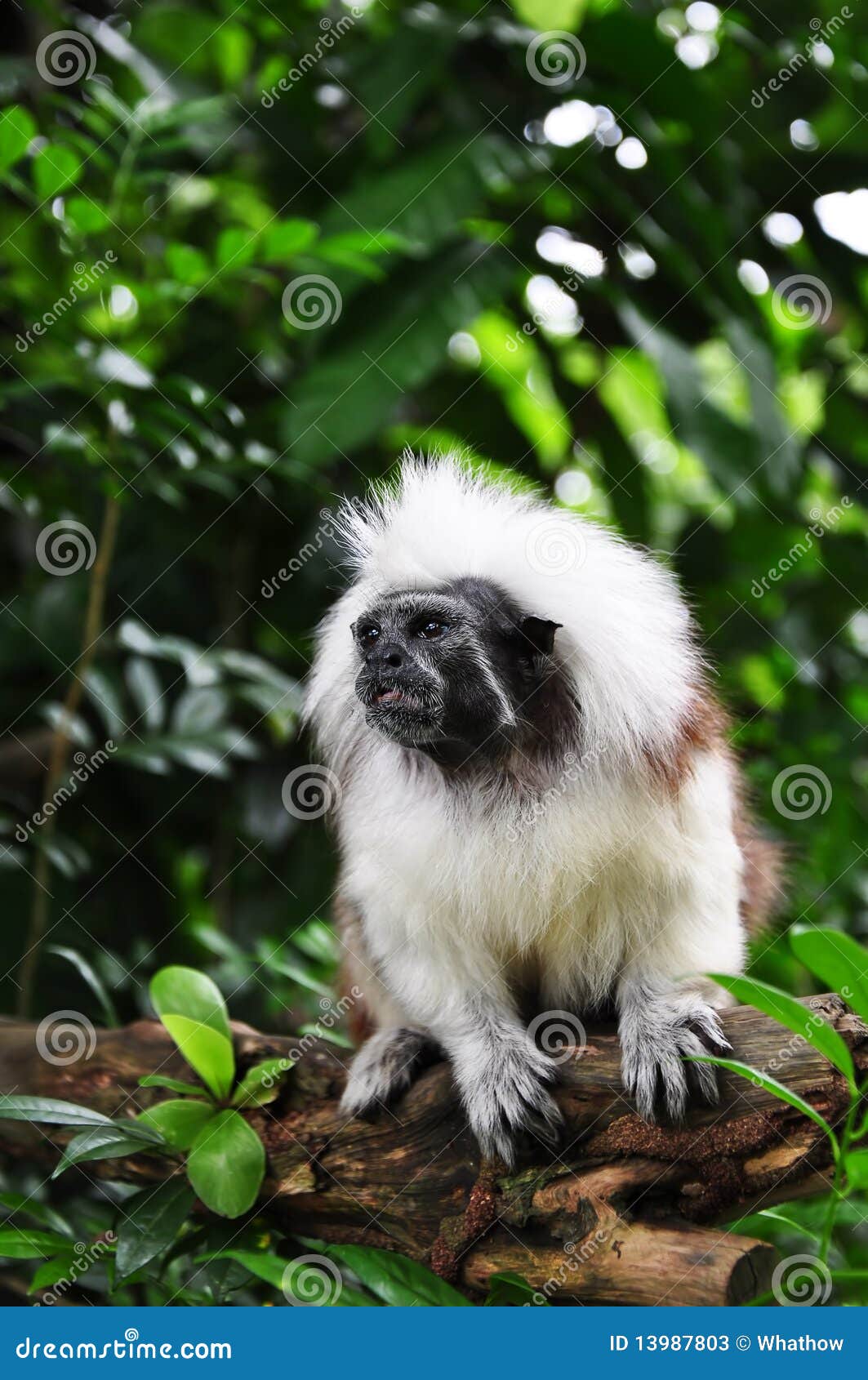 Scimmia Capa Del Tamarin Del Cotone Sull'albero Immagine Stock ...