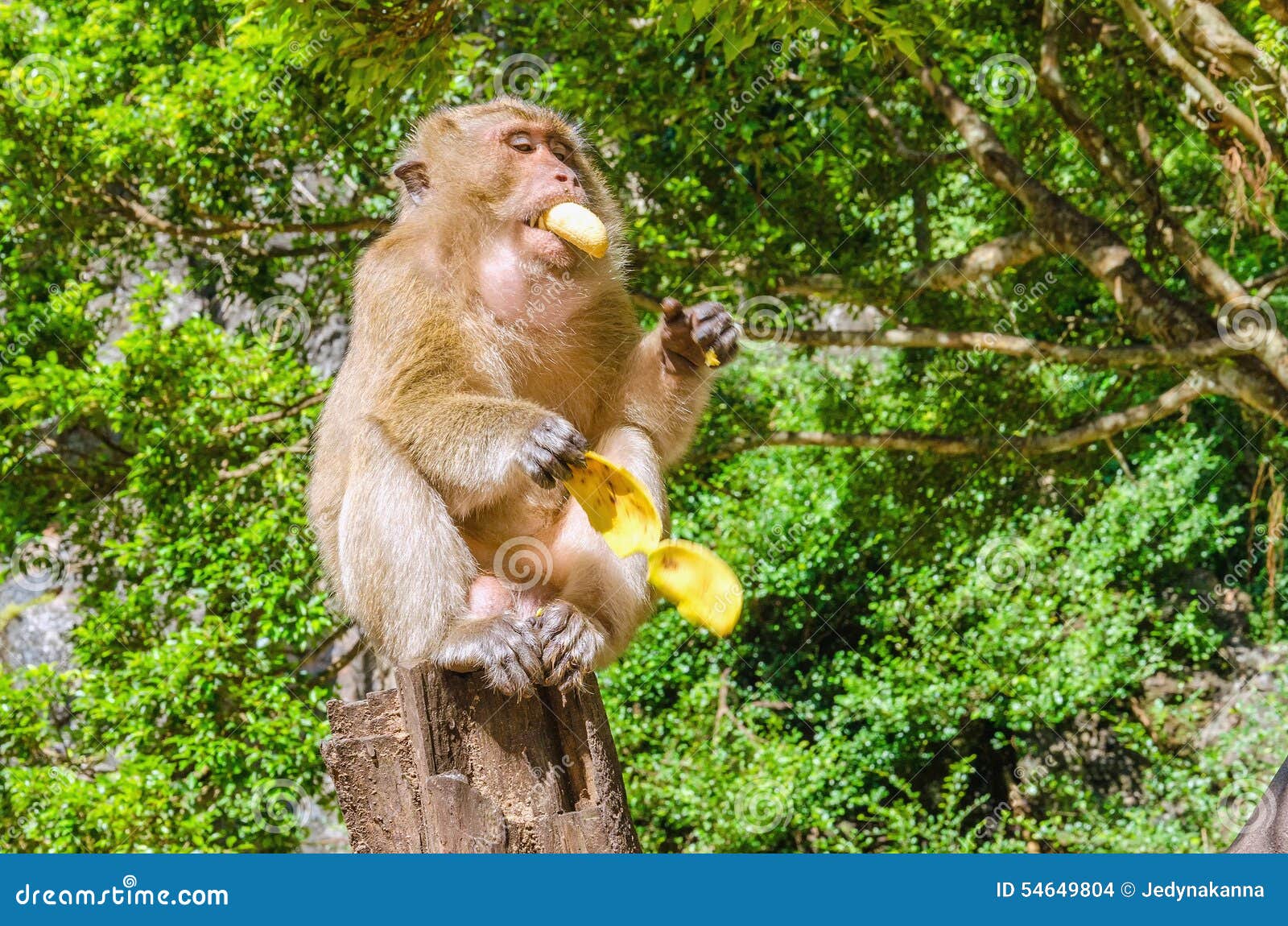Scimmia Che Mangia Le Banane in Giungla Fotografia Stock - Immagine di ...