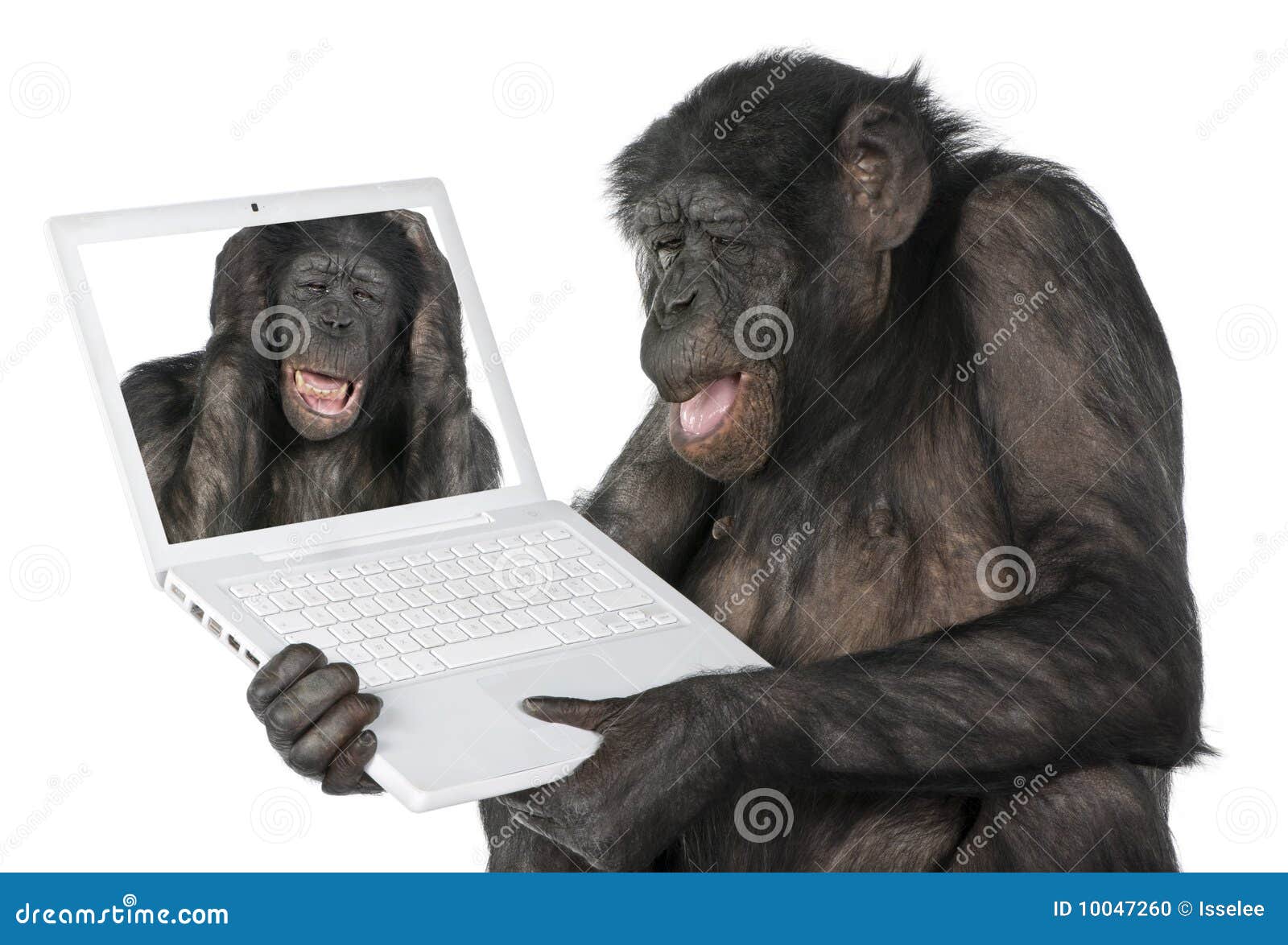 Scimmia Che Osserva Su Uno Schermo Di Computer Fotografia Stock ...