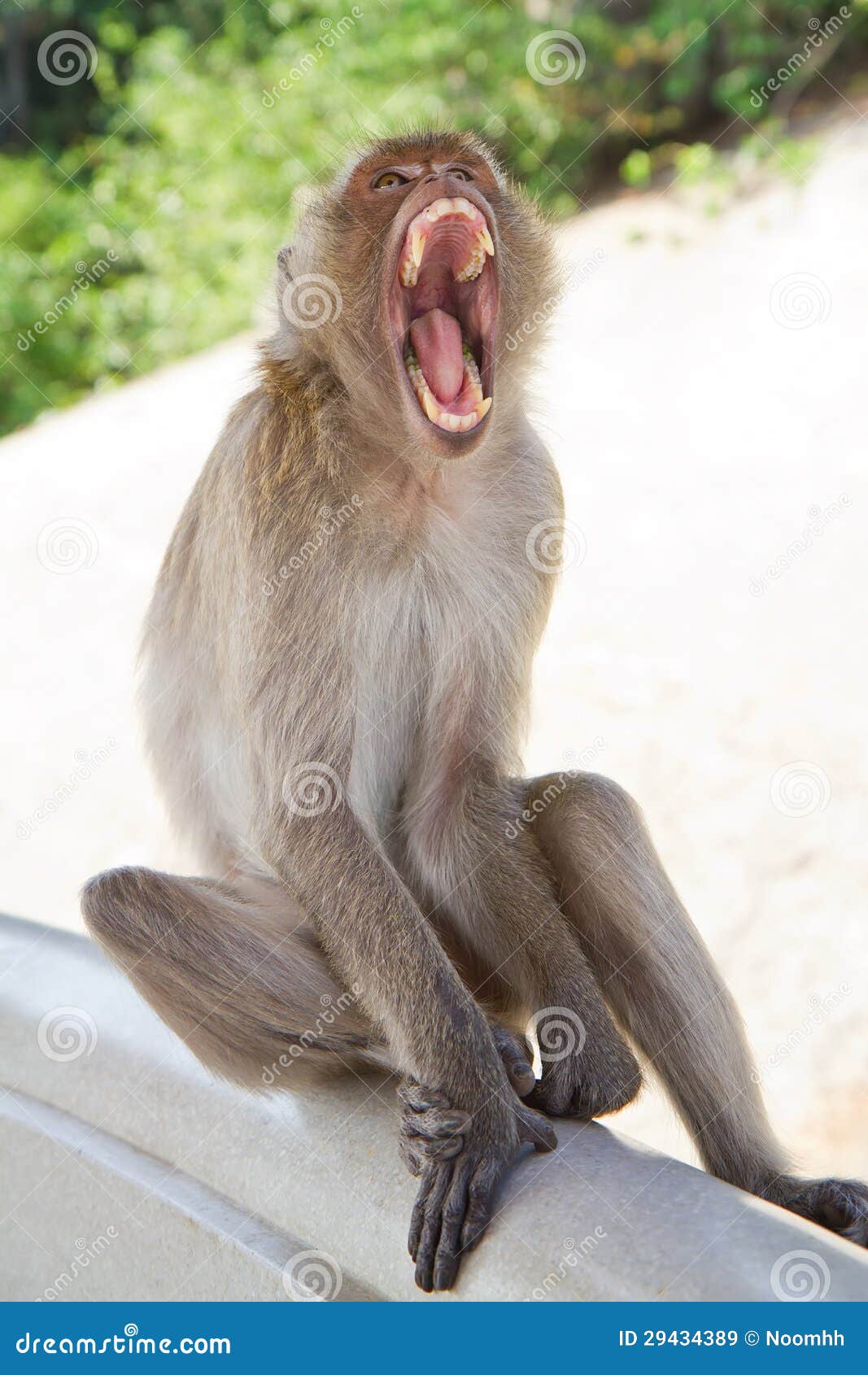 Scimmia che sbadiglia immagine stock. Immagine di selvaggio - 29434389