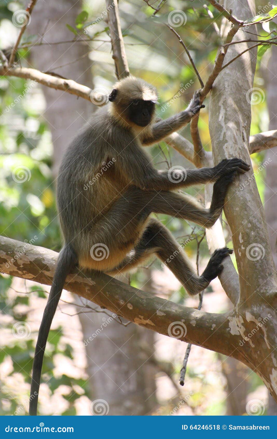 Scimmia Che Si Siede in Un Albero Fotografia Stock - Immagine di nave ...