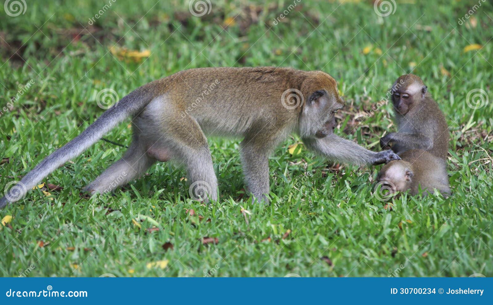 Scimmia con i giovani fotografia stock. Immagine di camminata - 30700234