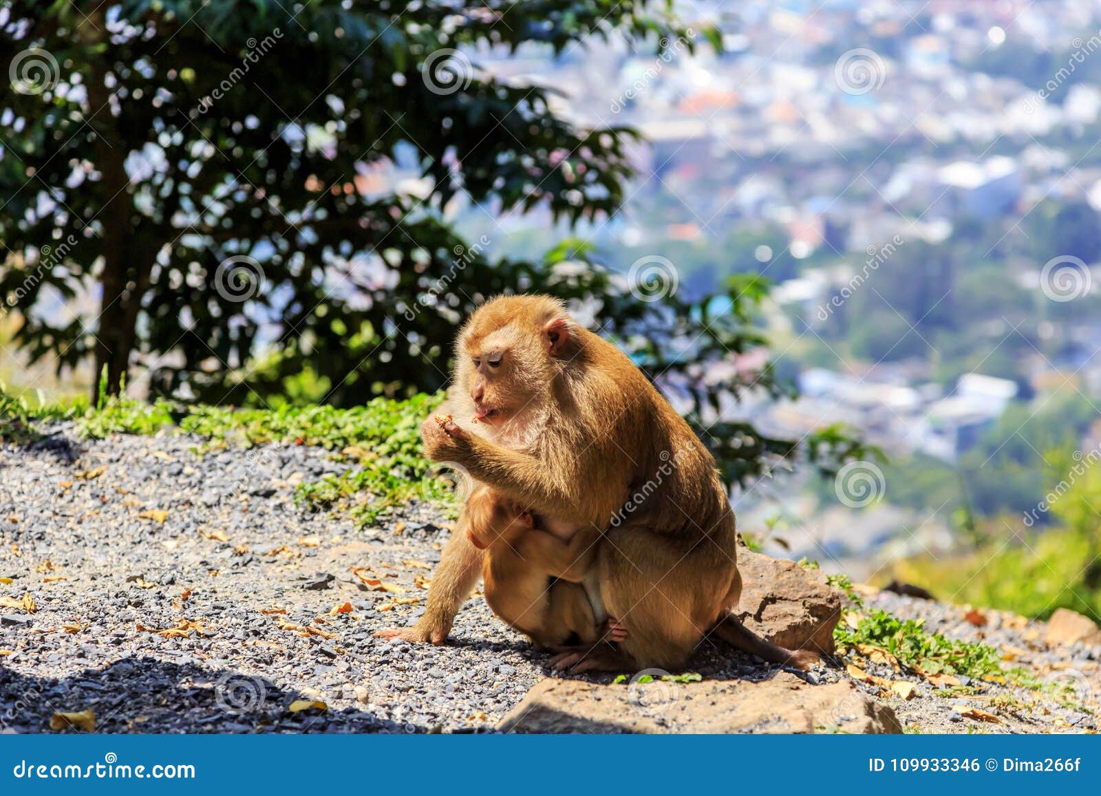 Scimmia Con Un Bambino Alla Collina Della Scimmia Fotografia Stock ...