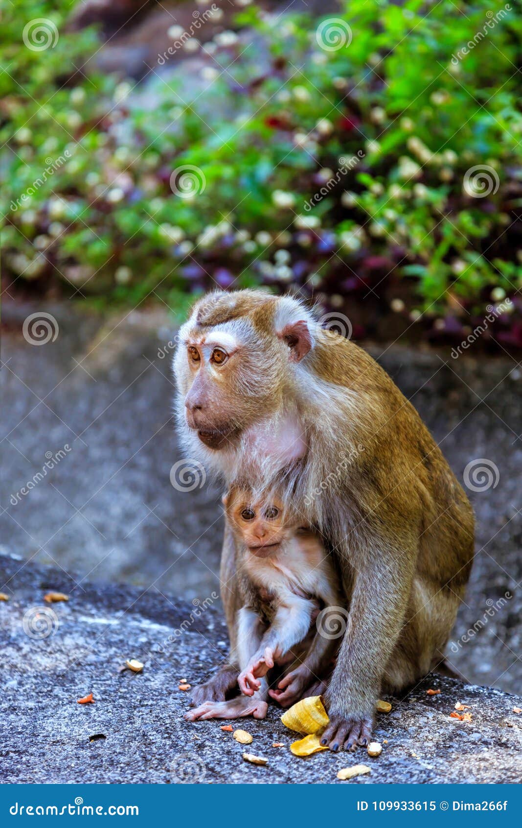 Scimmia Con Un Bambino Alla Collina Della Scimmia Immagine Stock ...