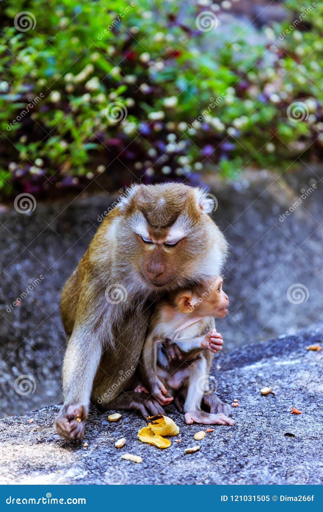 Scimmia Con Un Bambino Alla Collina Della Scimmia Immagine Stock ...