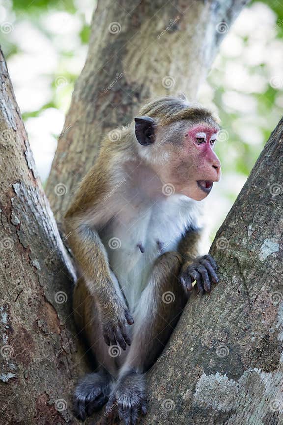 Scimmia Curiosa Sull'albero Fotografia Stock - Immagine di carino ...