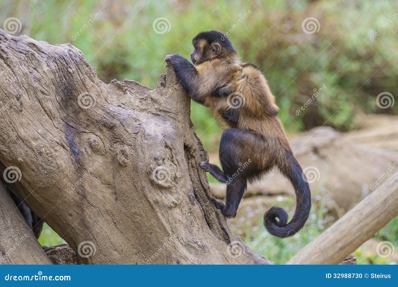 Scimmia Del Cappuccino, Capucinus Di Cebus Fotografia Stock - Immagine ...
