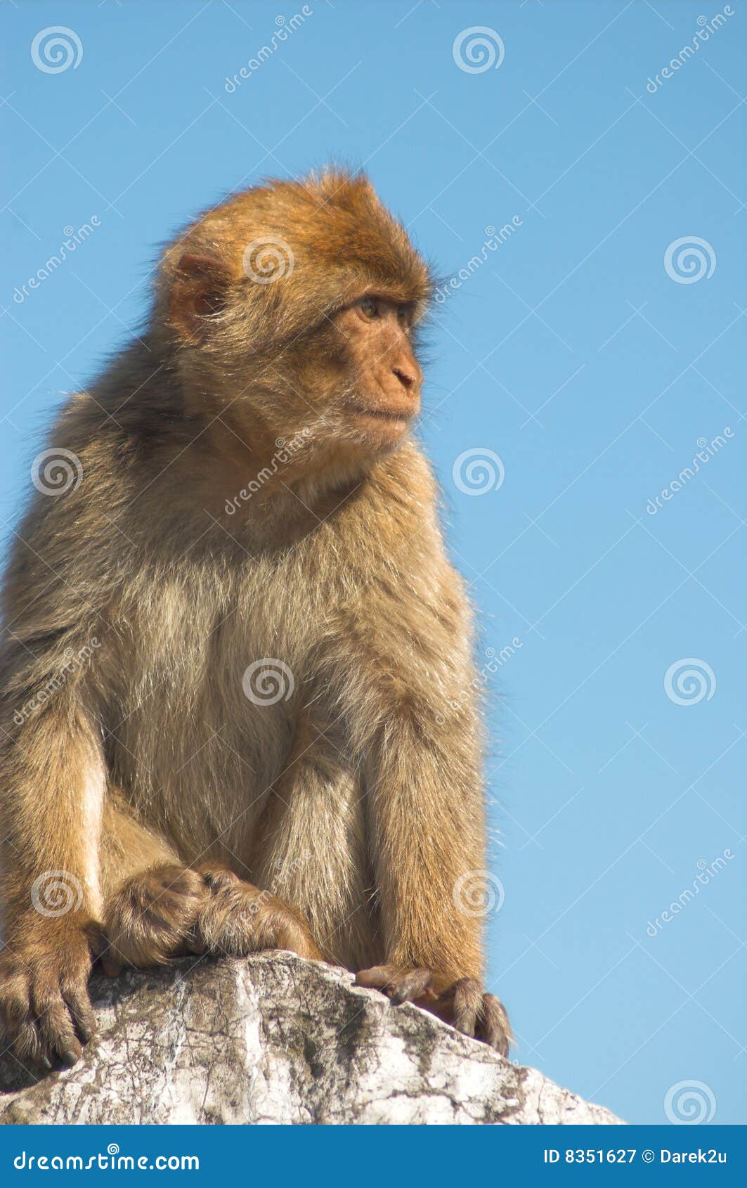 Scimmia di Barbary immagine stock. Immagine di barbaro - 8351627