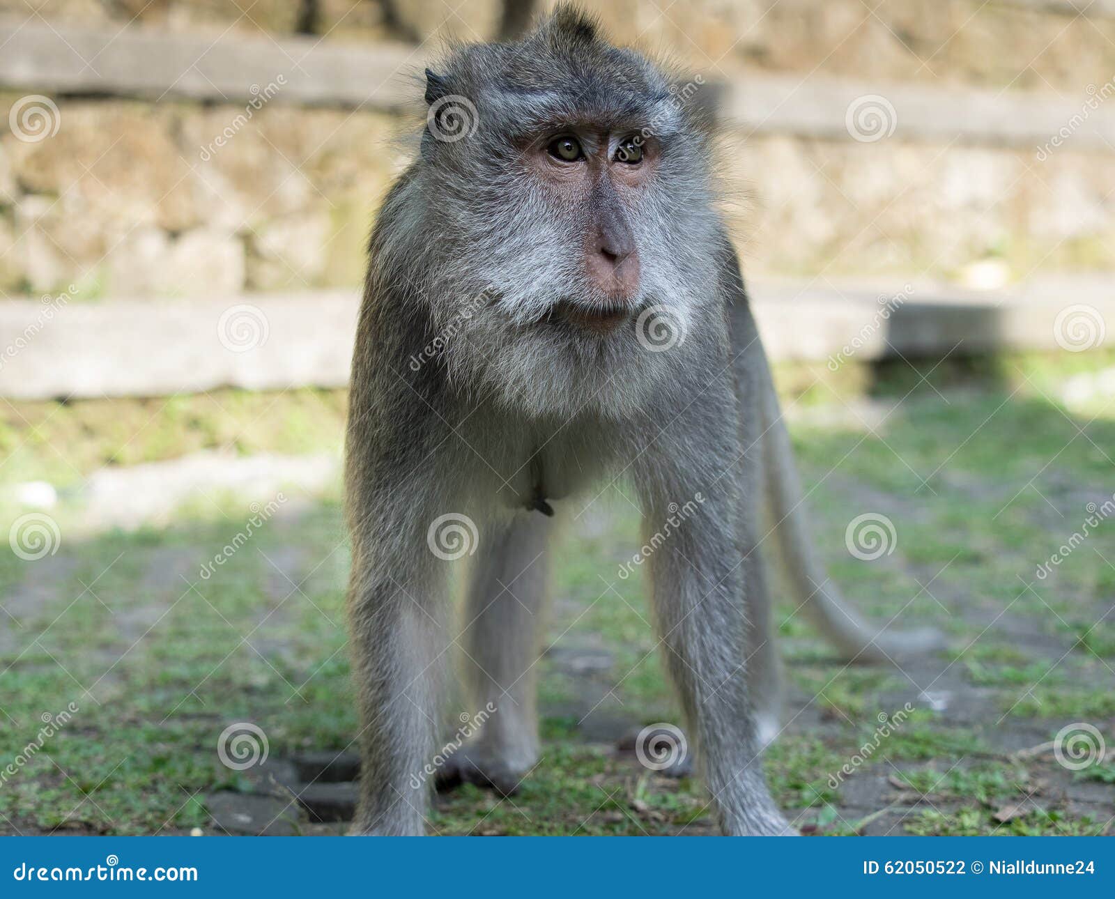 Scimmia di macaco in Bali fotografia stock. Immagine di mare - 62050522