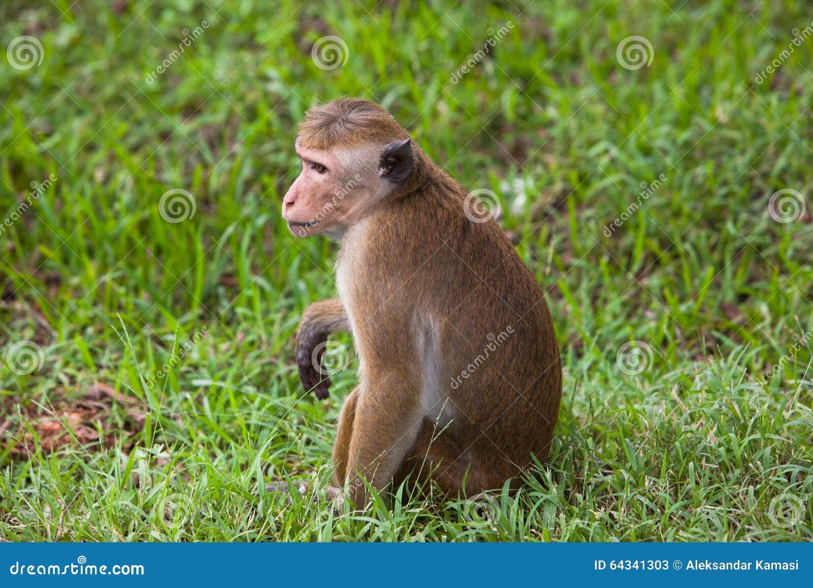 Scimmia Di Macaco Del Toque Immagine Stock - Immagine di mammifero ...
