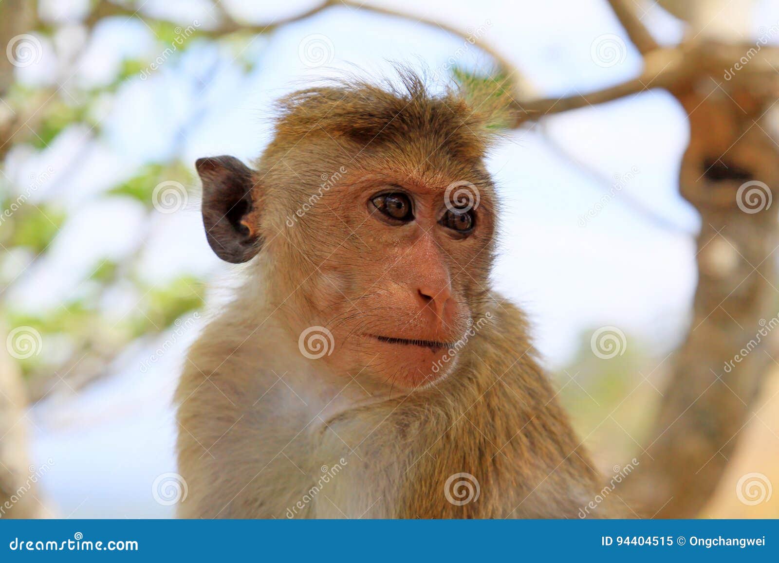 Scimmia Di Macaco Del Toque, Sri Lanka Immagine Stock - Immagine di ...