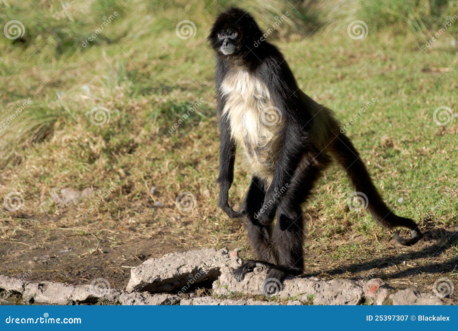 Scimmia di ragno immagine stock. Immagine di animale - 25397307