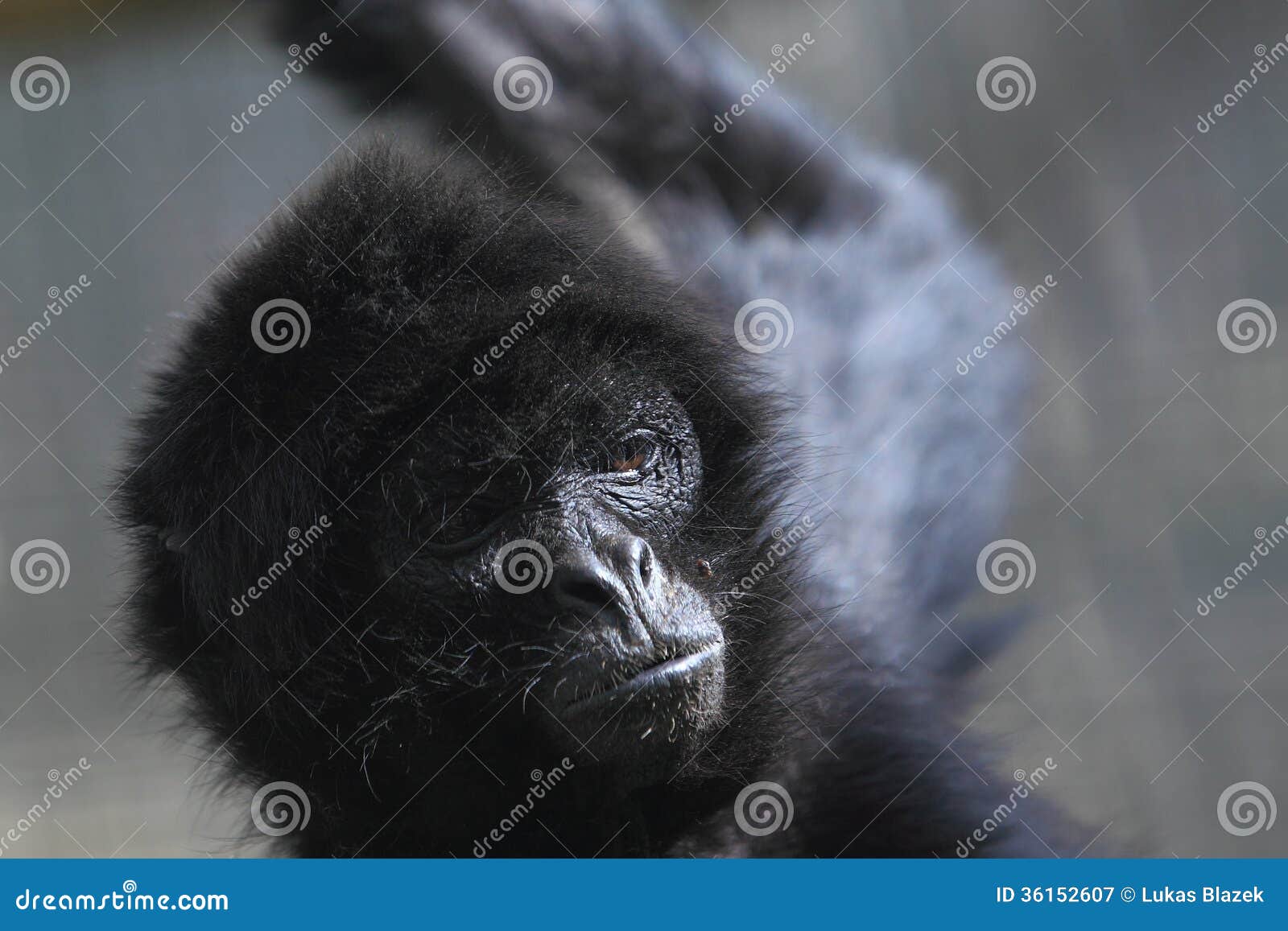 Scimmia Di Ragno Con Testa Nera Immagine Stock - Immagine di ragno ...
