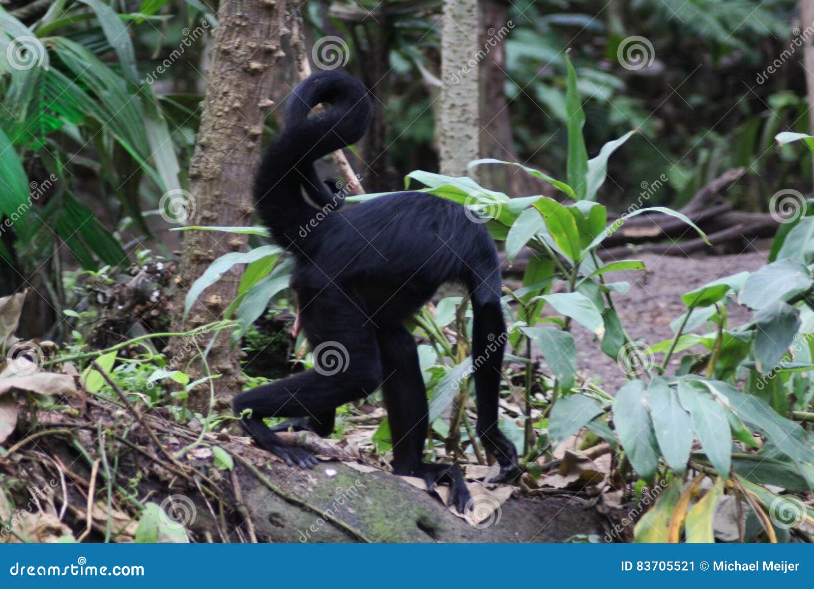 Scimmia Di Ragno Con Testa Nera Immagine Stock - Immagine di capelli ...