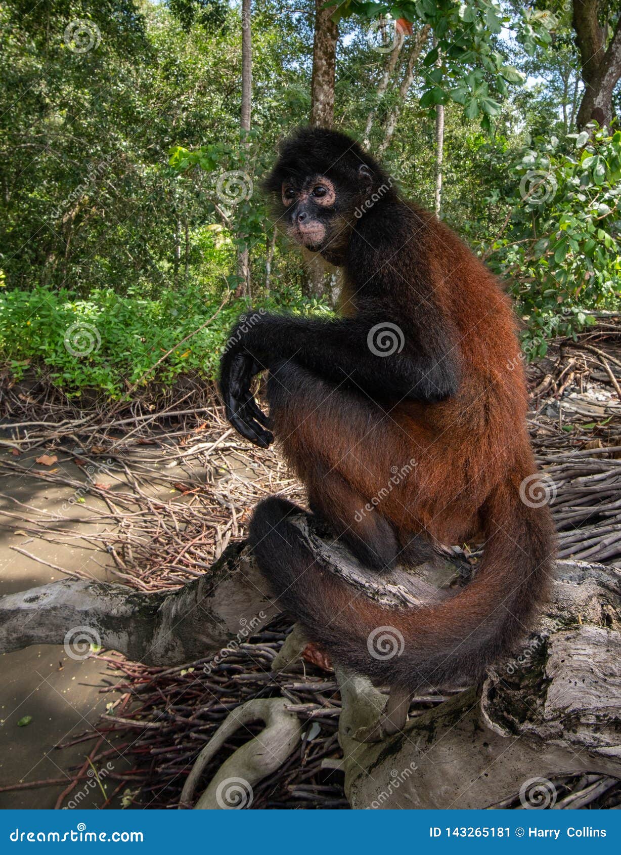 Scimmia Di Ragno in Costa Rica Immagine Stock - Immagine di consumo ...