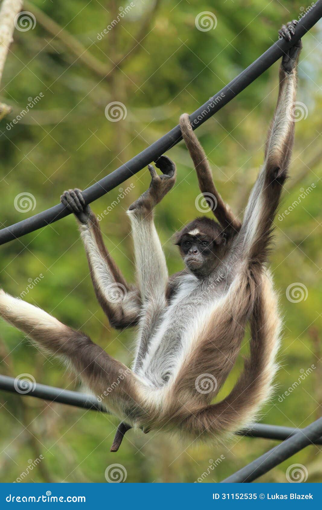 Scimmia di ragno di Brown immagine stock. Immagine di adulto - 31152535