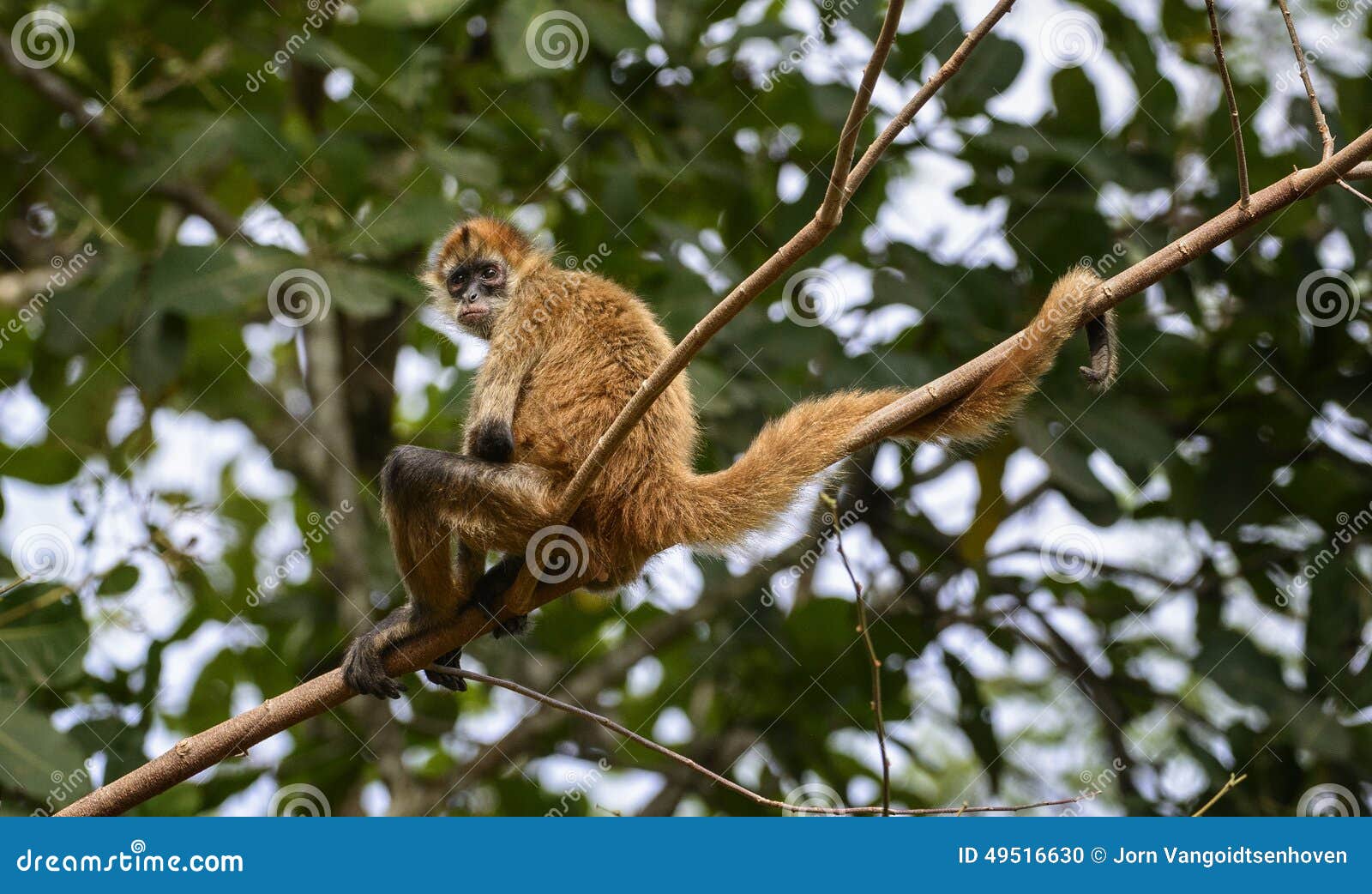 Scimmia Di Ragno Di Rilassamento Fotografia Stock - Immagine di costa ...