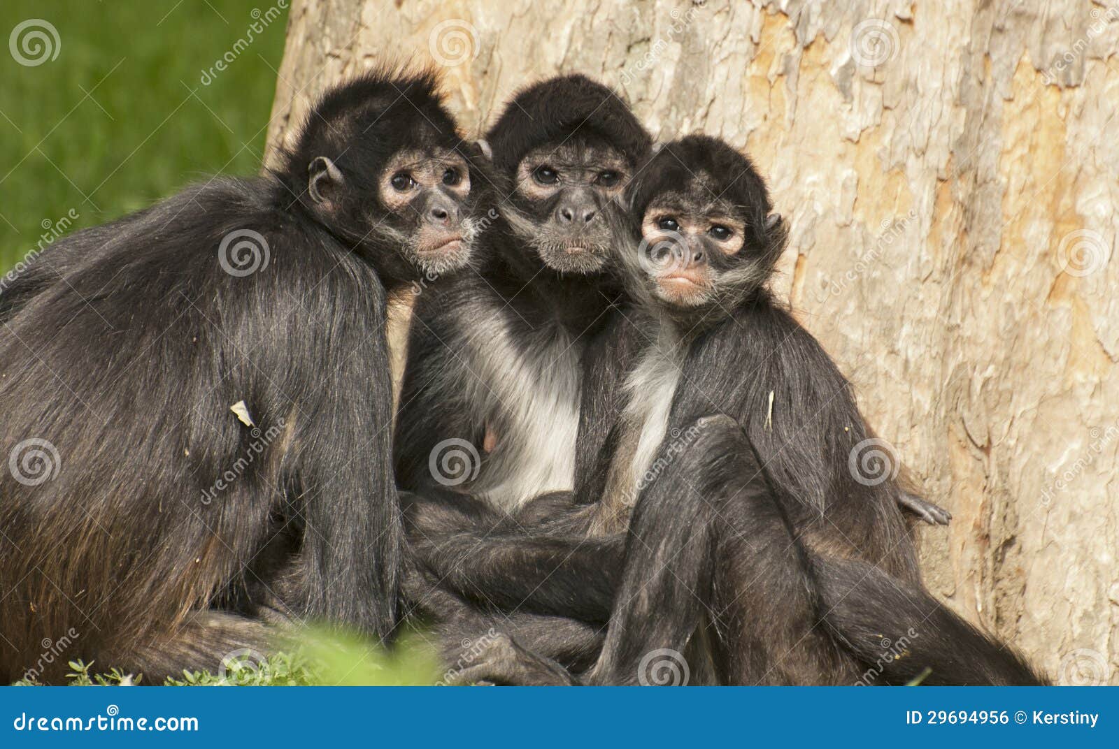 Scimmia Di Ragno Nero-passata Fotografia Stock - Immagine di piedi ...