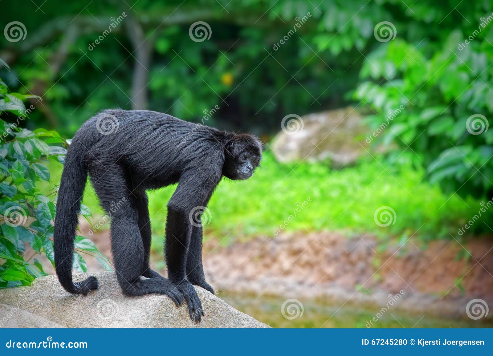 Scimmia di ragno selvaggia fotografia stock. Immagine di nicaragua ...