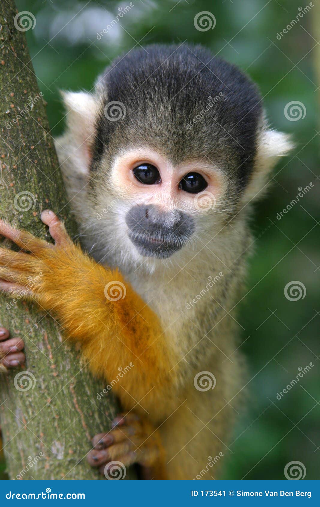 Scimmia Di Scoiattolo Curiosa Immagine Stock - Immagine di primato ...